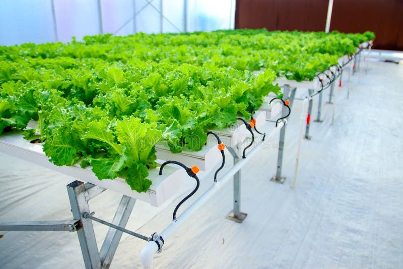 Hydroponics with NFT System Stock Photo - Image of hydroponics ...