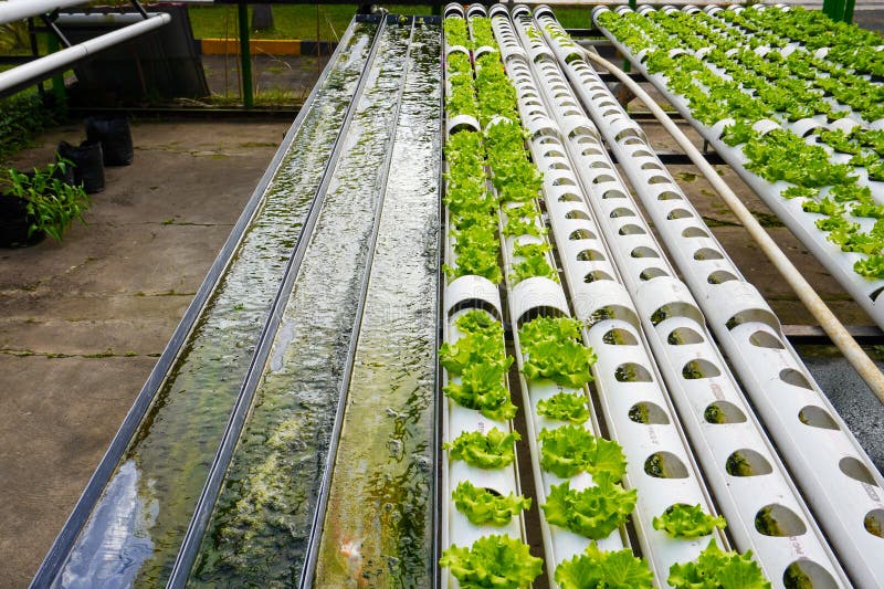 Hydroponics with the Nutrient Film Technique (NFT) System Using PVC ...