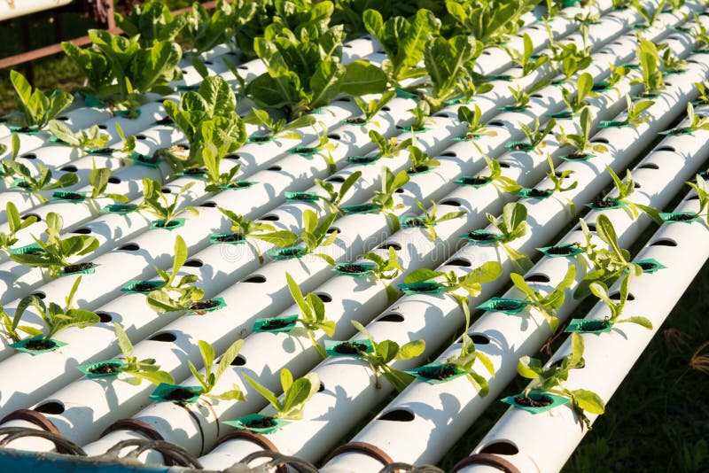The Hydroponics Organic Hydroponic Vegetable in Cultivation Farm Stock ...