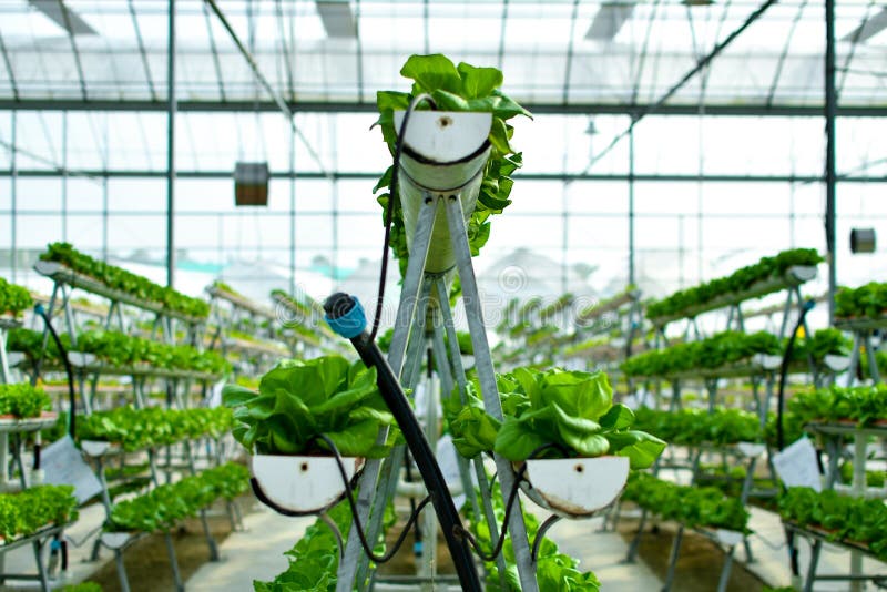 Hydroponic Vertical Farming Systems Stock Image - Image of garden ...