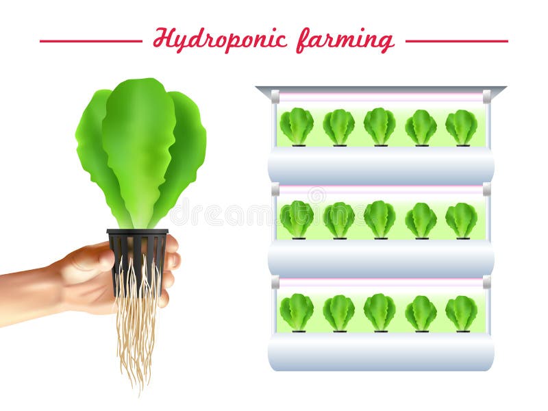 Hydroponics Vector Illustration. Labeled Drip System Explanation Scheme ...