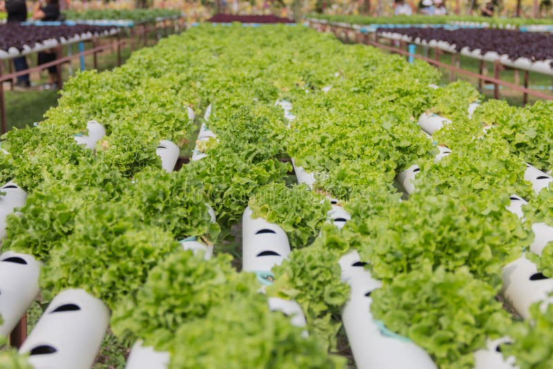 Hydroponics Vegetable Growing Stock Photo - Image of fresh, hydroponics ...