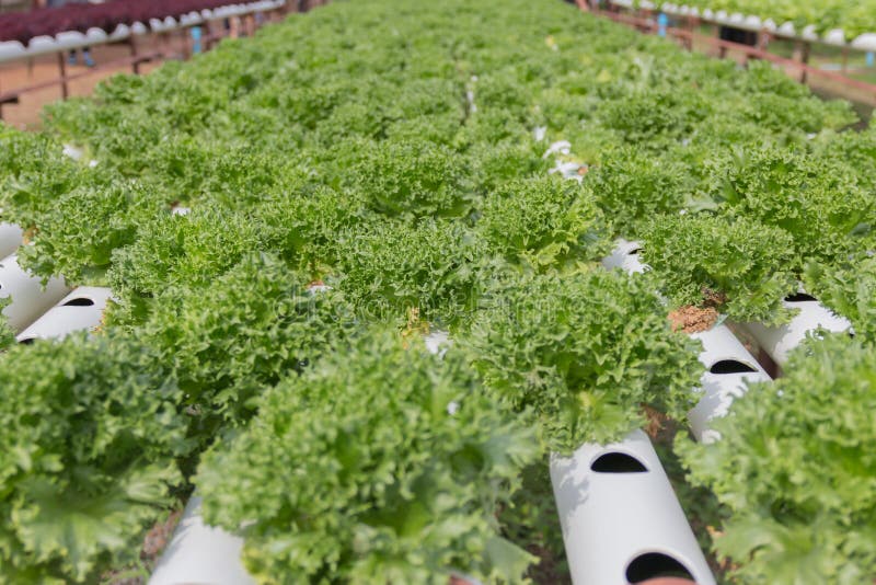 Hydroponics Vegetable Growing Stock Photo - Image of cultivation, multi ...