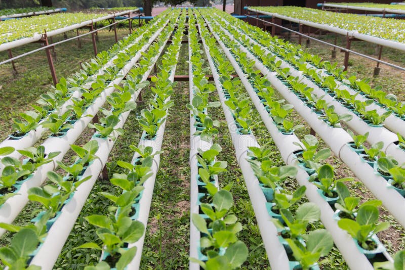 Hydroponics Vegetable Growing Stock Image - Image of eating ...
