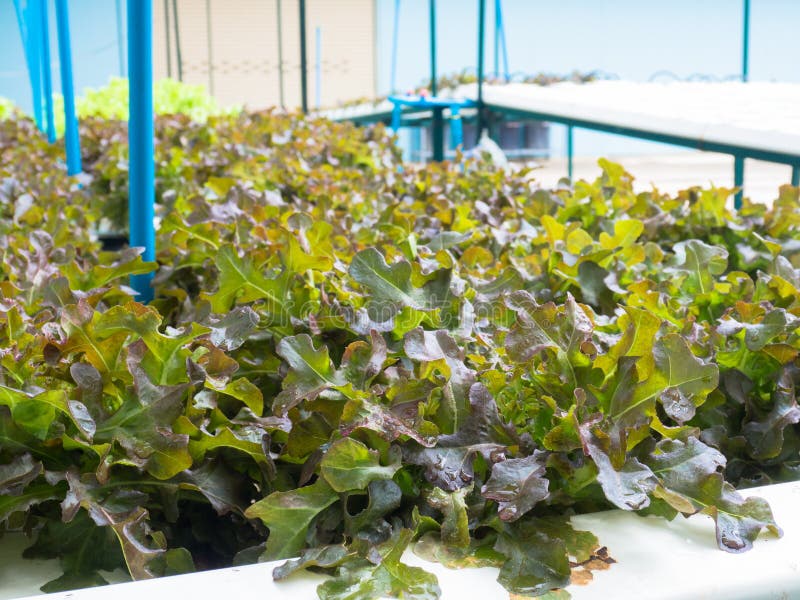 Hydroponics Vegetables (red Oak), Healthy Food, Located Outdoors. Stock ...
