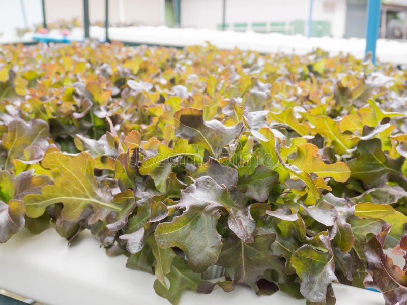 Hydroponics Vegetables (red Oak), Healthy Food, Located Outdoors. Stock ...