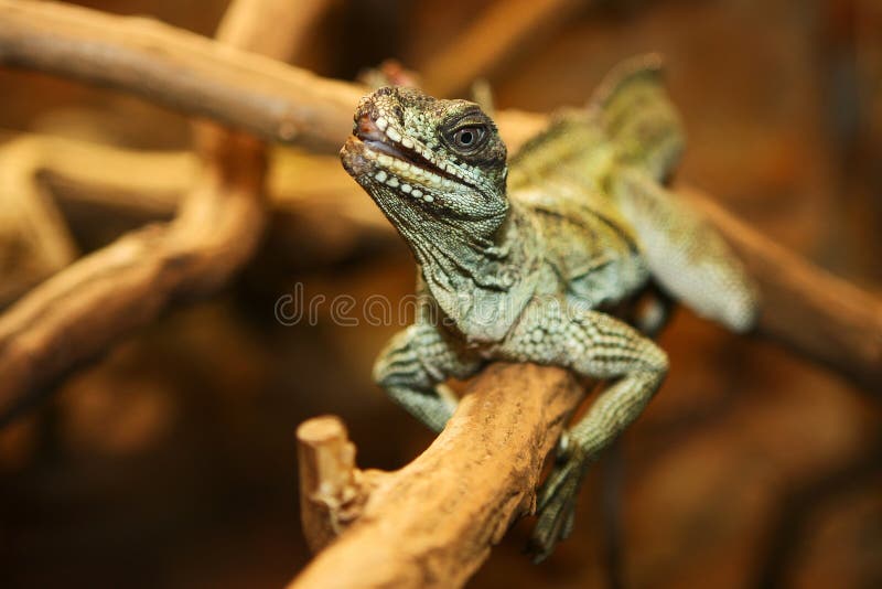 Hydrosaurus weberi stock image. Image of sand, squamata - 30020509