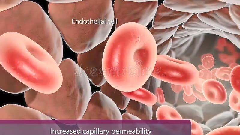 Hydrostatic Pressure in Capillaries Stock Illustration - Illustration ...