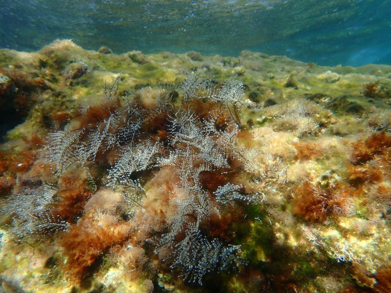 Hydrozoa Feather Hydroid or Feathered Hydroid, Christmas Tree Hydroid ...