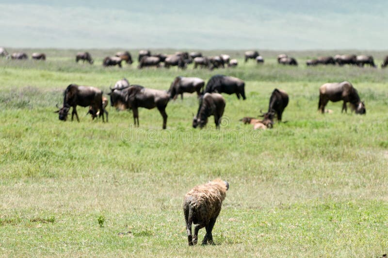 Spotted hyena portrait stock image. Image of teeth, muzzle - 27032841