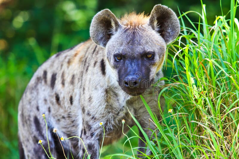 Spotted hyena portrait stock image. Image of teeth, muzzle - 27032841