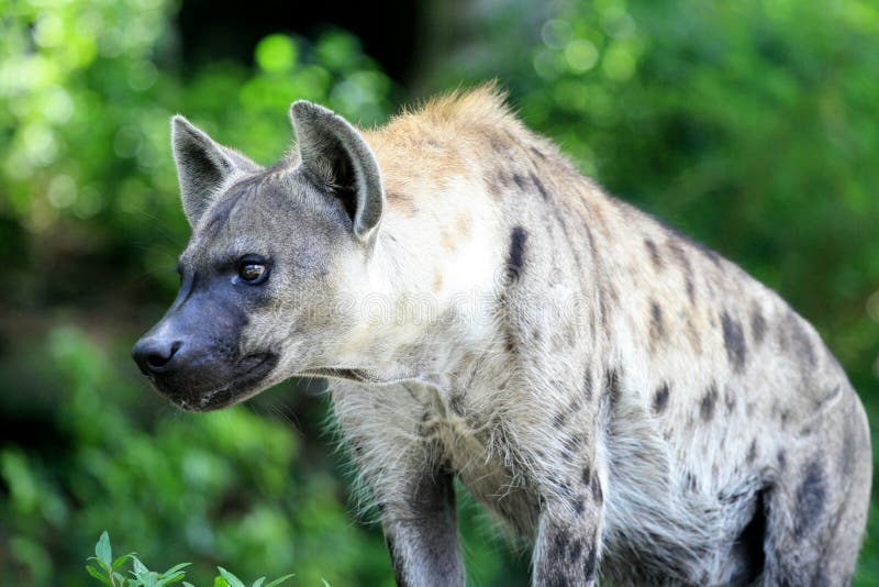 Hyena stock image. Image of ferocious, africa, kruger - 20985453