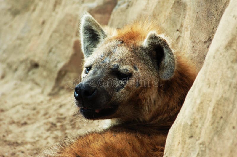 Hyena Powerful Jaws stock image. Image of eyes, ecology - 14787267