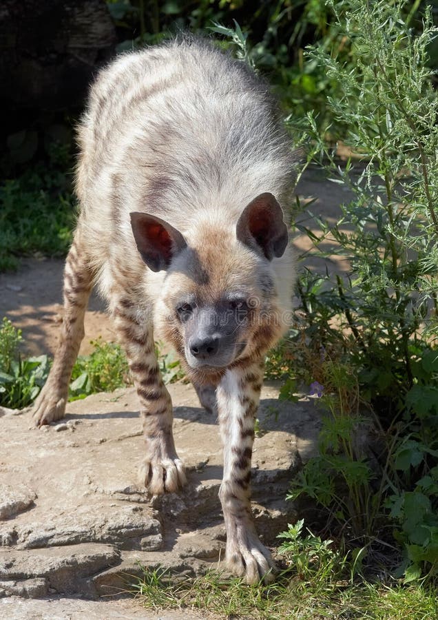 Hyena stock image. Image of ashman, hyena, spott, carrion - 241311