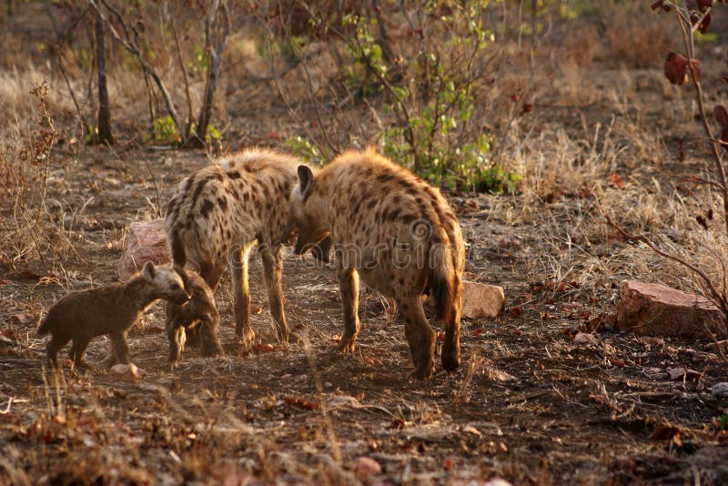 Spotted Hyena Mother and Cub Stock Image - Image of behavior, closeup ...