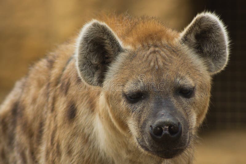 Hyena stock image. Image of hyena, africa, sunny, ears - 27807081