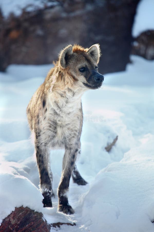 Hyena stock afbeelding. Image of profiel, uitziend, nave - 47184579