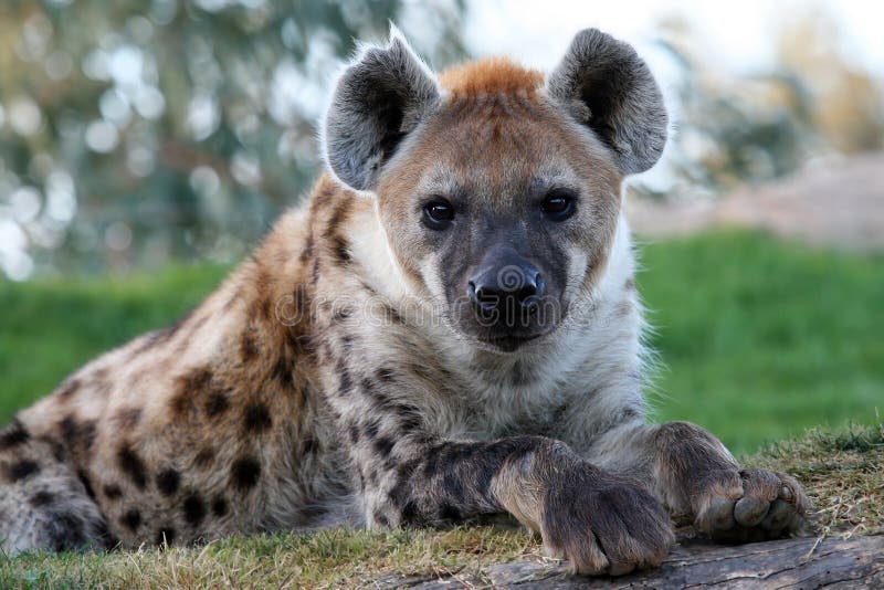Hyena stock image. Image of mammal, animal, africa, hair - 15030703