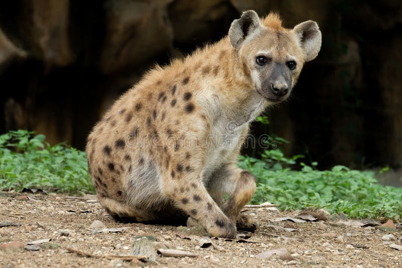 Hyena stock image. Image of brown, crocuta, animal, masai - 161386011