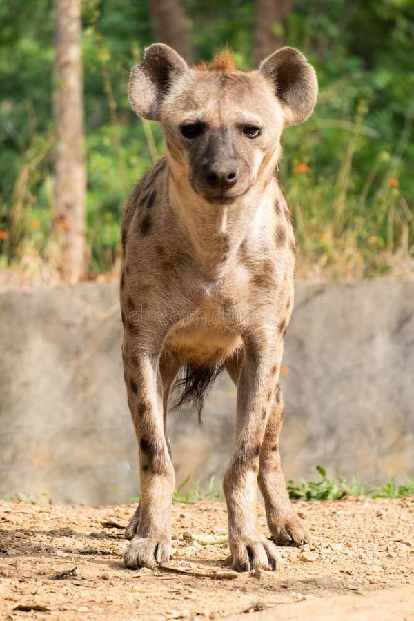 Hyena stock image. Image of africa, mammal, conservation - 164146777