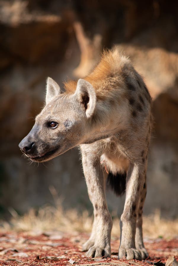 Hyena stock photo. Image of african, africa, large, mara - 203370914