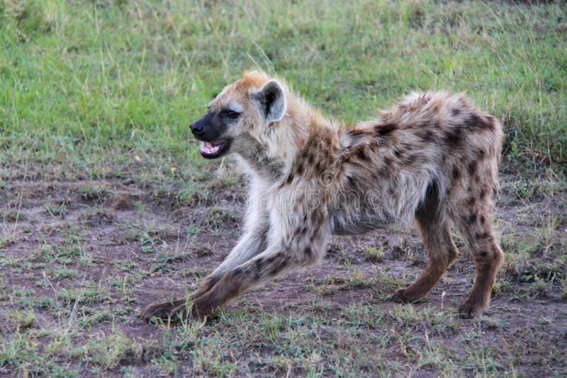 Hyena in Africa stock photo. Image of safari, summer - 57634162