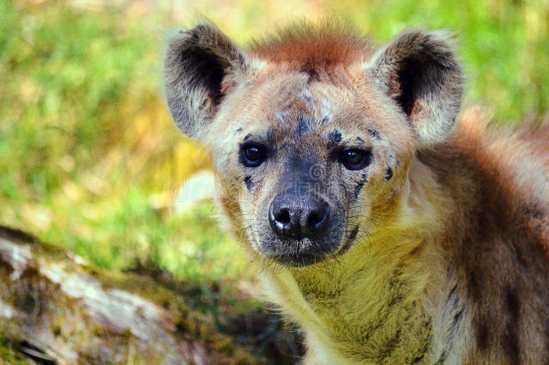 Hyena stock image. Image of alert, hyena, nature, alertness - 59267877