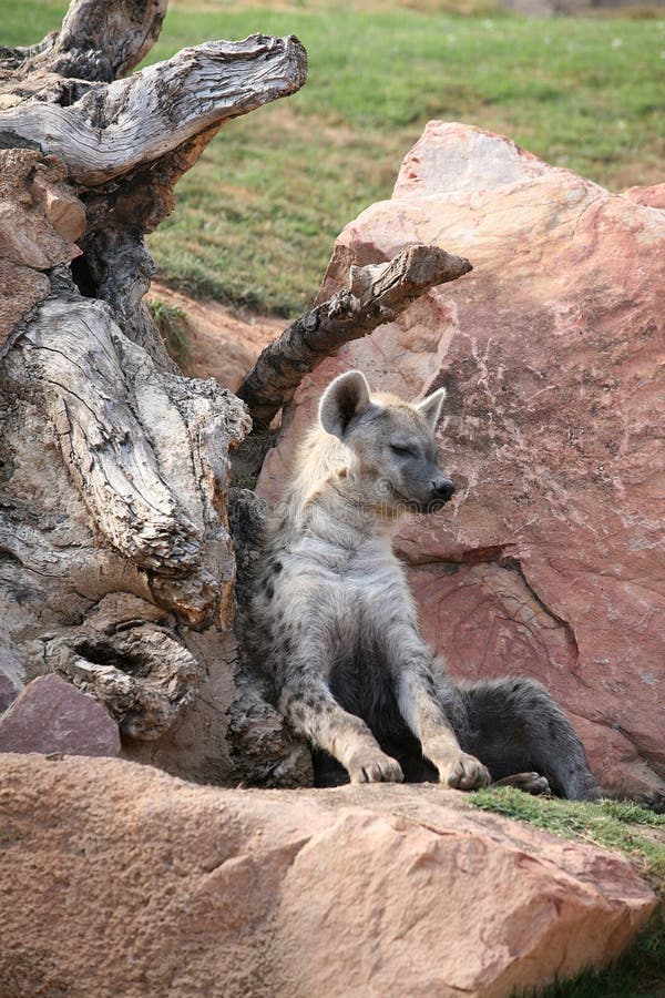 Hyena in biopark stock image. Image of stone, sunny, tail - 23321017