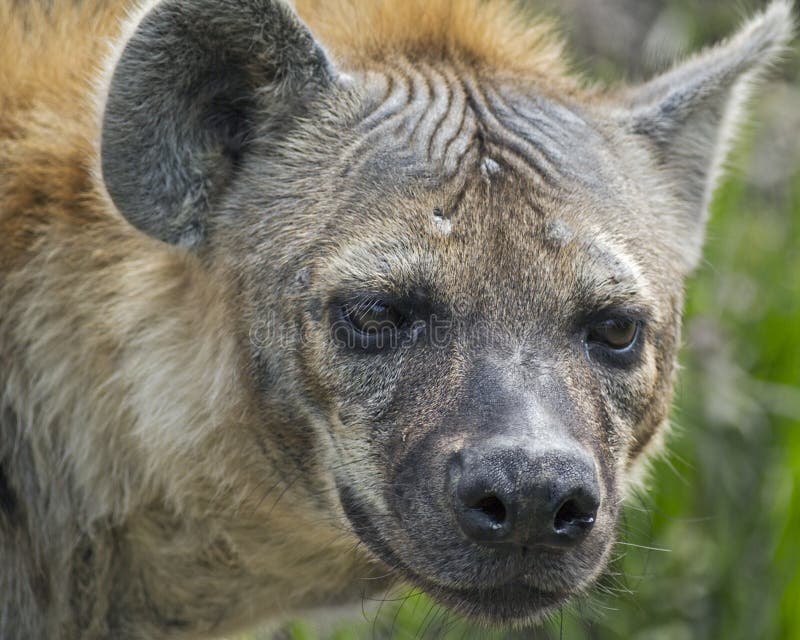 Hyena stock image. Image of mammal, hunting, young, strong - 30673095