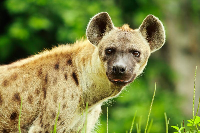 Hyena closeup stock image. Image of carnivore, brown - 26319571
