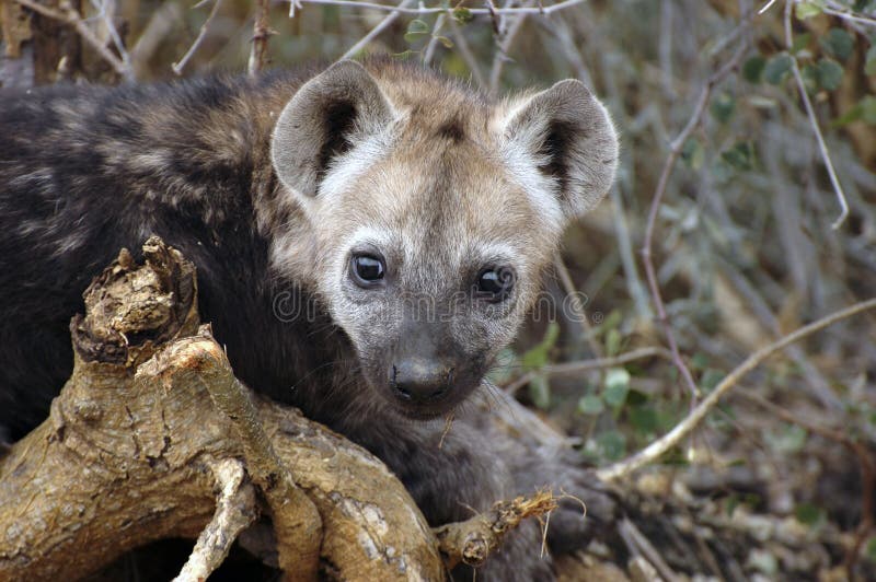 Hyena cub stock image. Image of cute, baby, smiling, young - 16511225