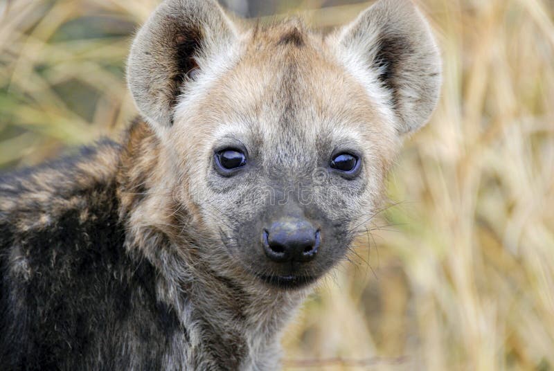 Hyena cub stock image. Image of cute, baby, smiling, young - 16511225