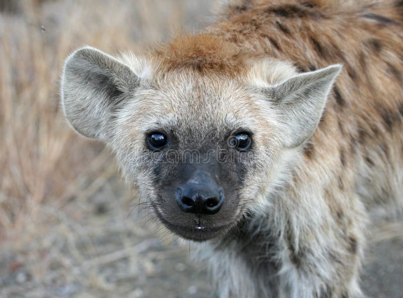 Hyena Cub smiling stock image. Image of eyes, spotted - 5686529