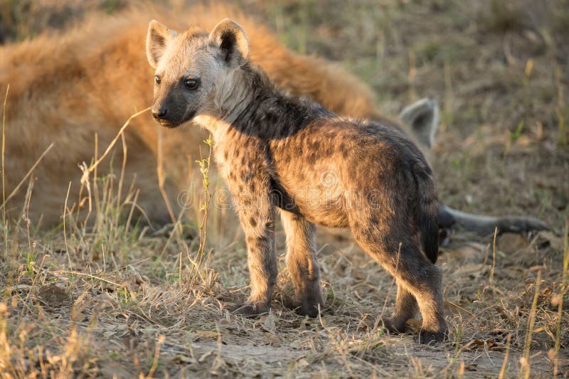 Hyena Cub Stands Looking Around. Stock Photo - Image of curious ...