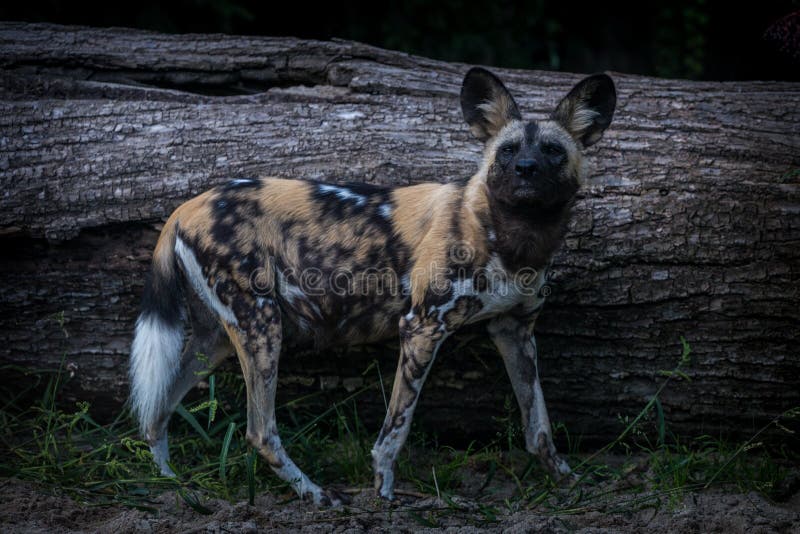 Hyena dog in nature park stock image. Image of african - 229385199
