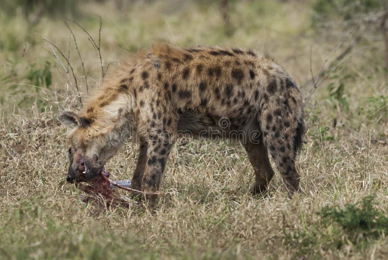 Hyena Eating stock image. Image of reserve, kenya, scavenger - 14285783