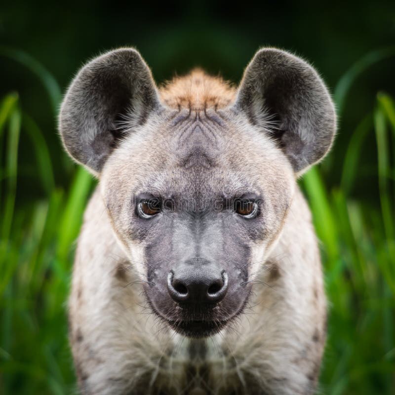 Hyena face close up stock photo. Image of carnivore, safari - 82730312