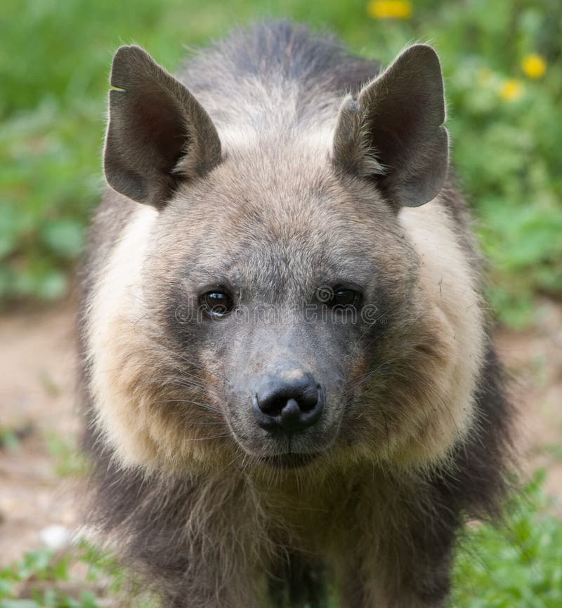 Hyena face stock image. Image of grey, vibrant, eyes - 57889927