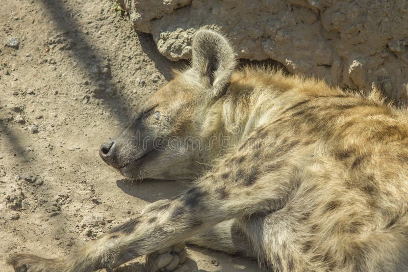 Hyena stock image. Image of walk, nature, fast, asleep - 44096273