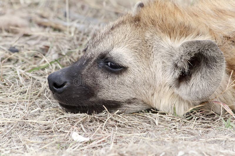 Hyena head stock photo. Image of sunrise, drive, animal - 28993988