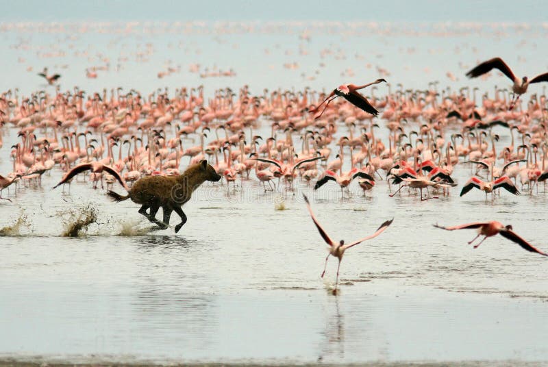 Hyena is Hunting for Flamingos Stock Photo - Image of mammal, flamingos ...