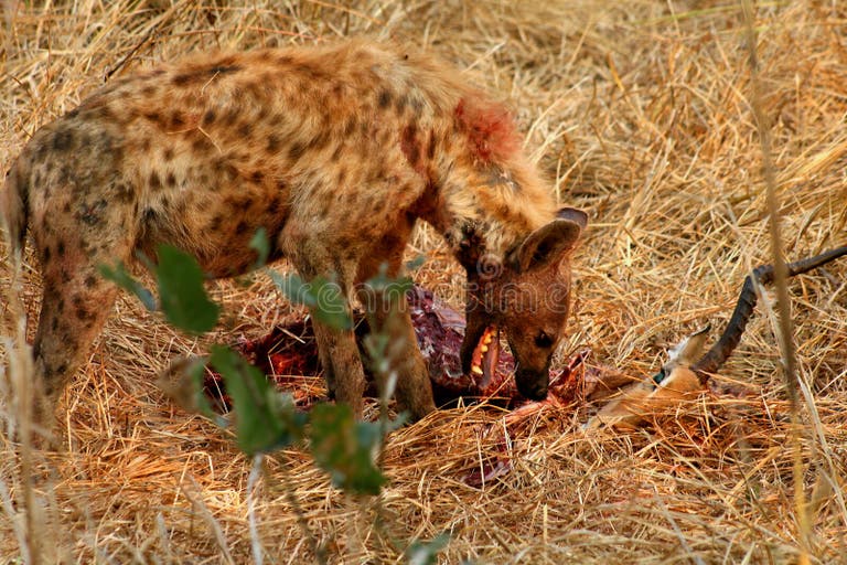 Hyena on kill stock photo. Image of carcass, hyena, antelope - 15673078
