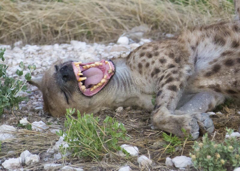 Hyena laughing stock photo. Image of portrait, animal - 31662274