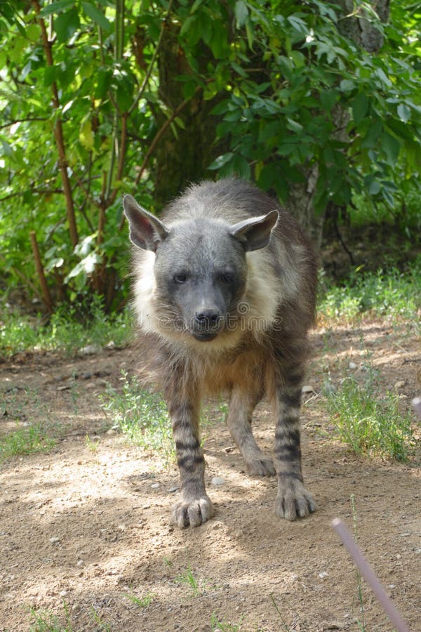 Hyena stock image. Image of eyes, young, scavenger, beast - 96696391