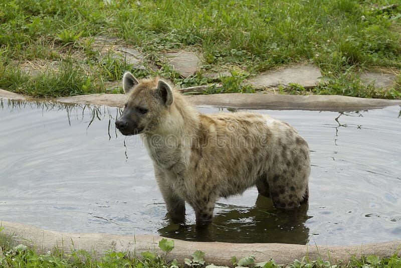 Hyena stock image. Image of stare, prey, reflection, lone - 56544765