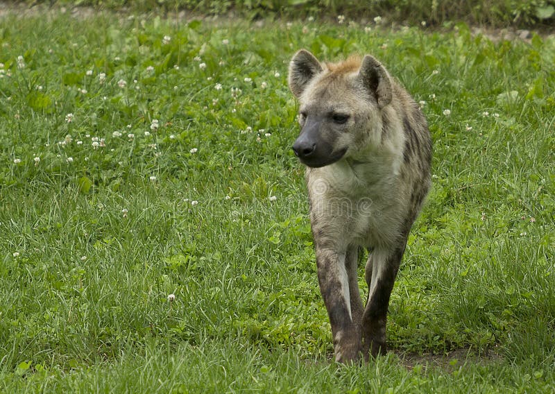 Hyena stock photo. Image of walking, coming, animal, hunter - 56544760