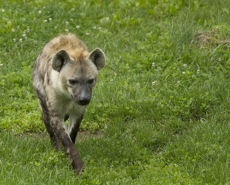 Hyena stock image. Image of starring, grass, lone, walking - 56544763
