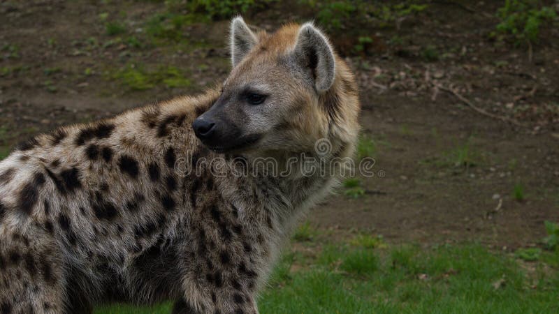 Hyena back view stock image. Image of african, mammal - 25864307