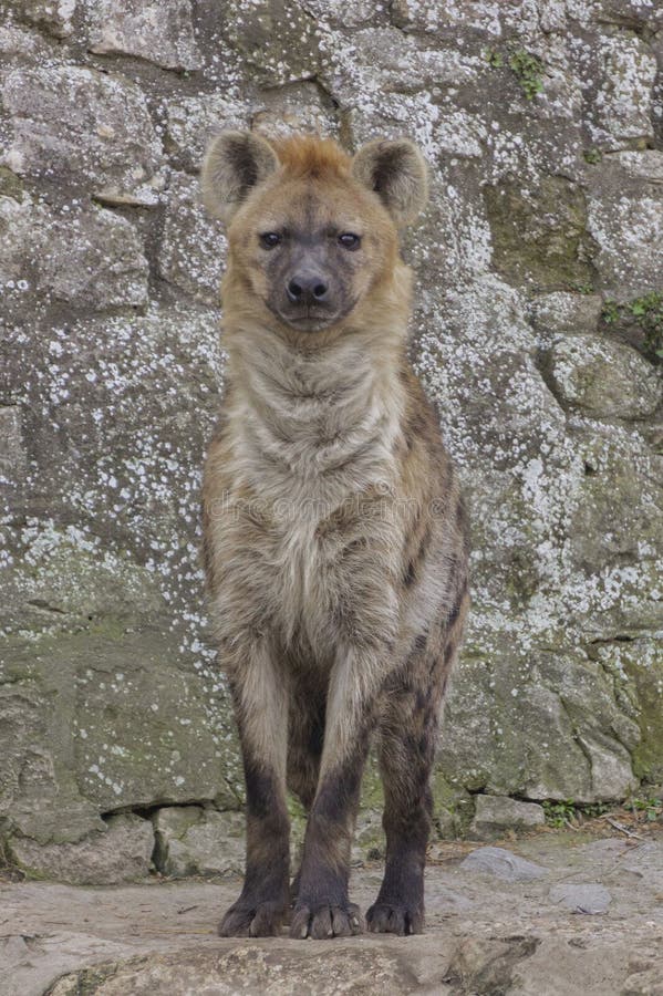 Hyena Looking at the Camera Stock Image - Image of animal, standing ...