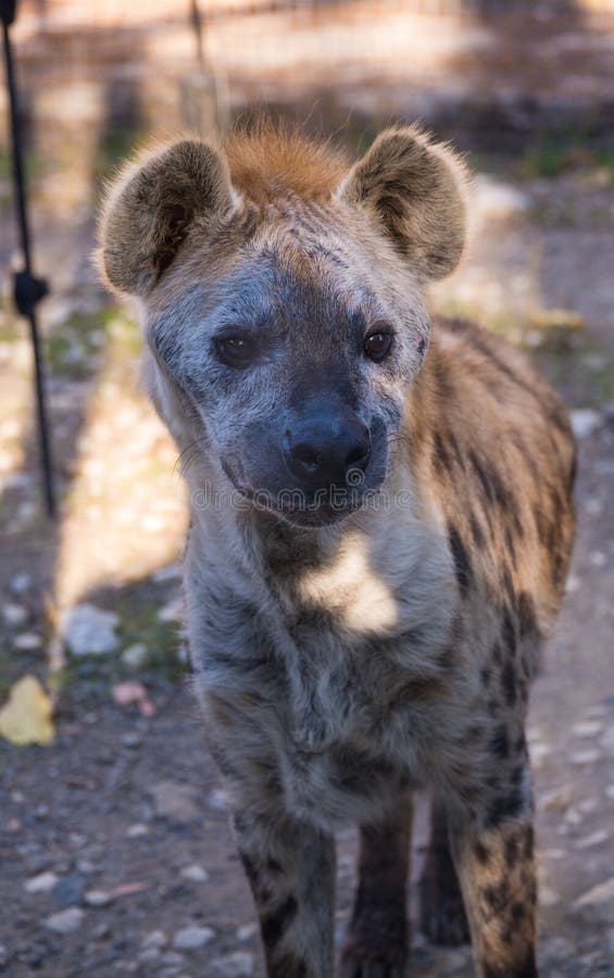 Hyena Looking at the Camera Stock Image - Image of hyenas, wild: 236790751